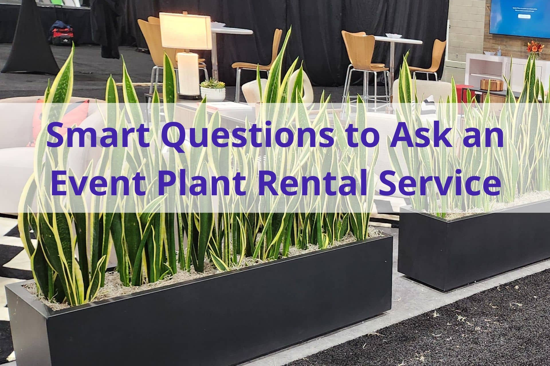 Smart Questions to Ask an Event Plant Rental Service
